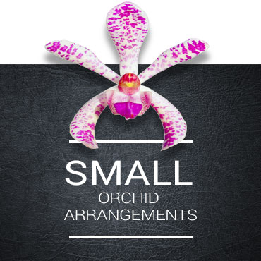 Flower and orchid arrangements delivery in miami - Natural Orchids Boutique