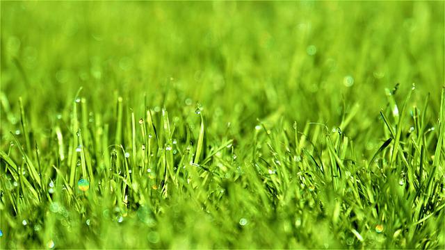 How to Improve the Drainage of Your Lawn - SafetyCompany.com