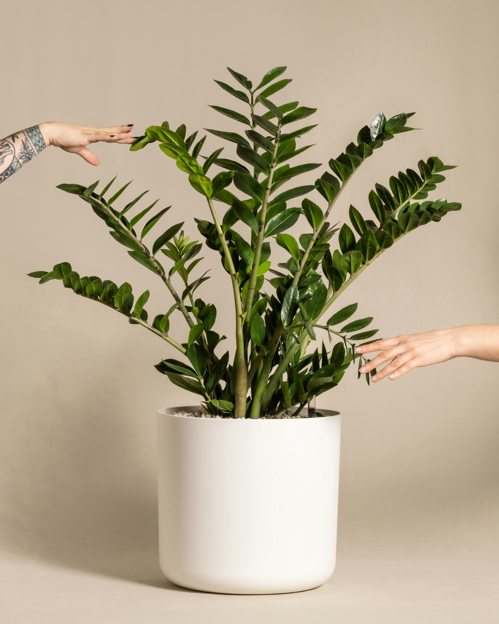 ZZ Plant - New Resources Group Store