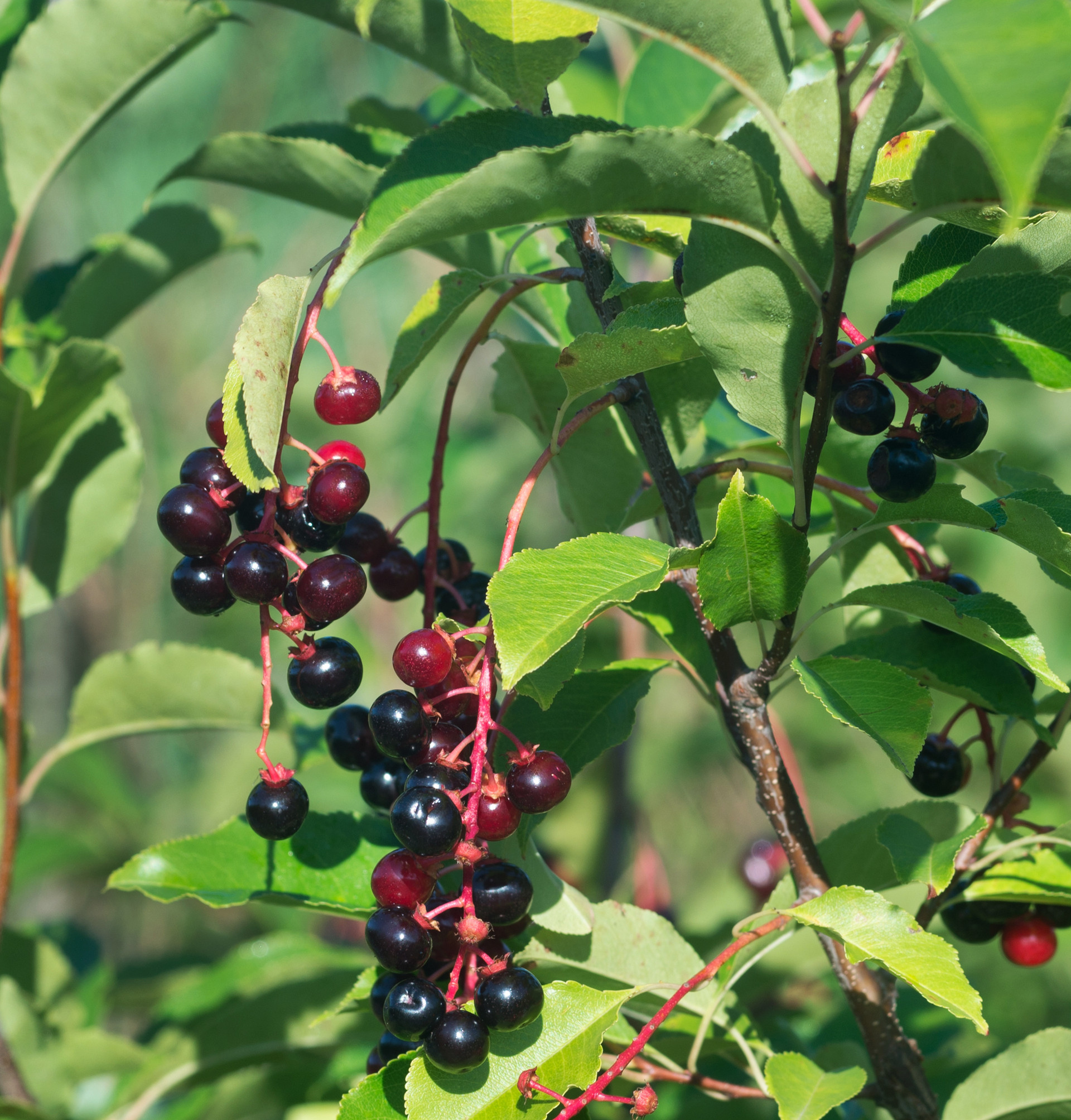 Wild Cherry Bark