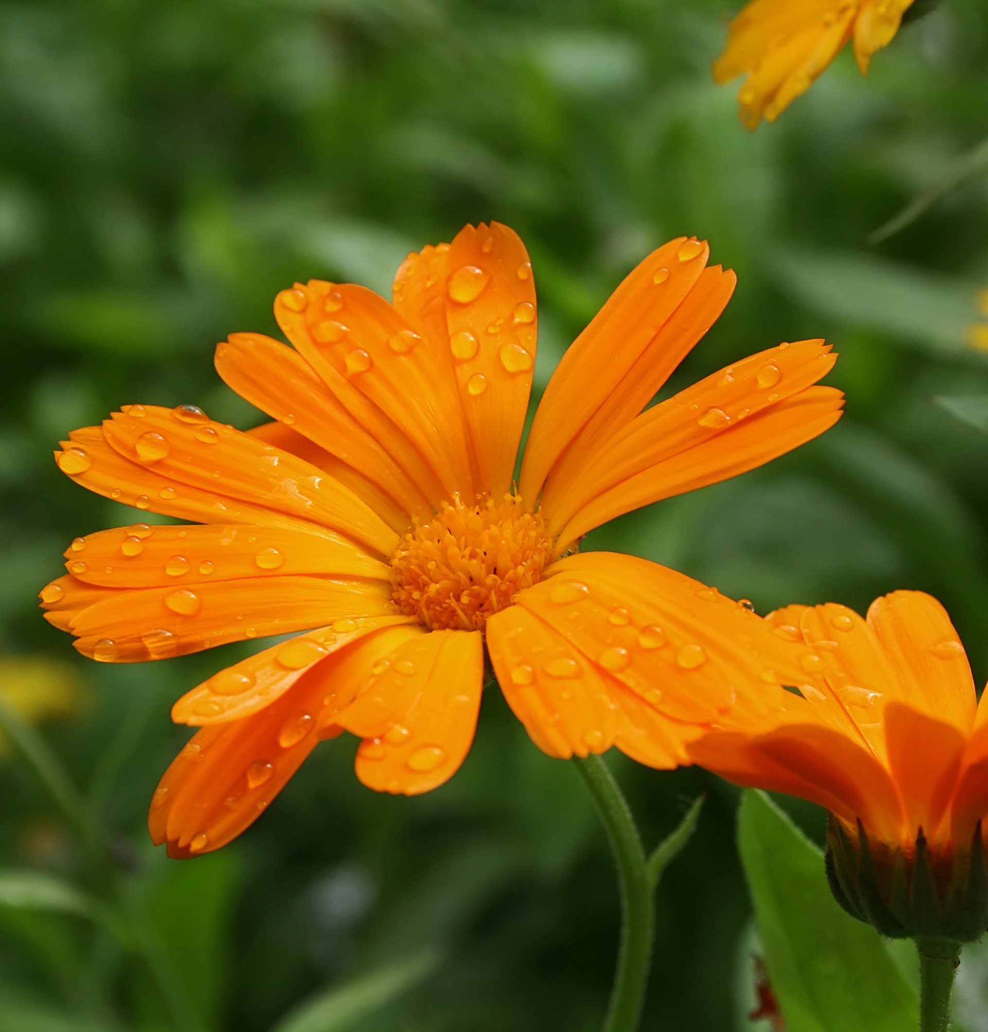 Calendula