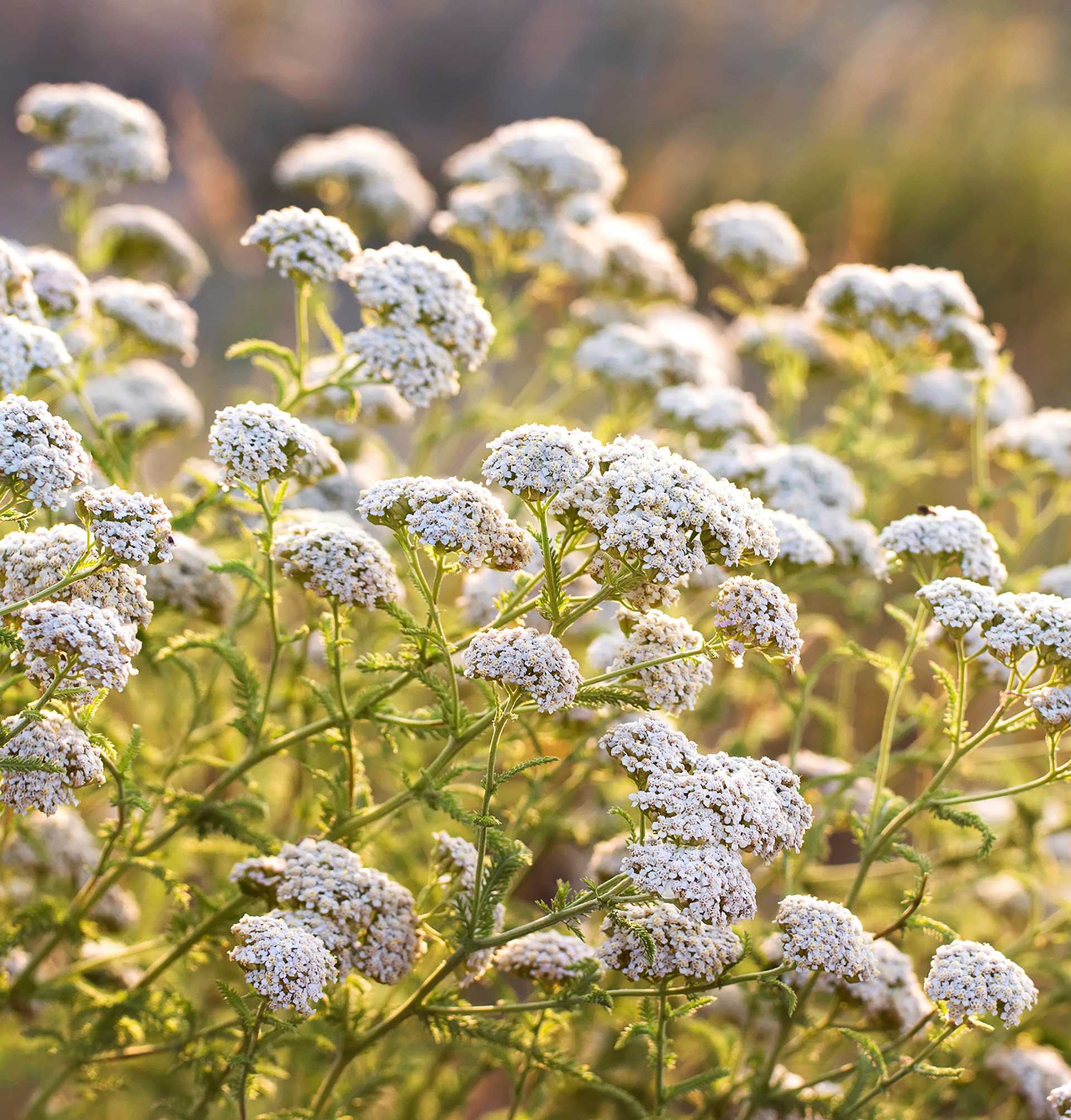 Blue Yarrow Oil