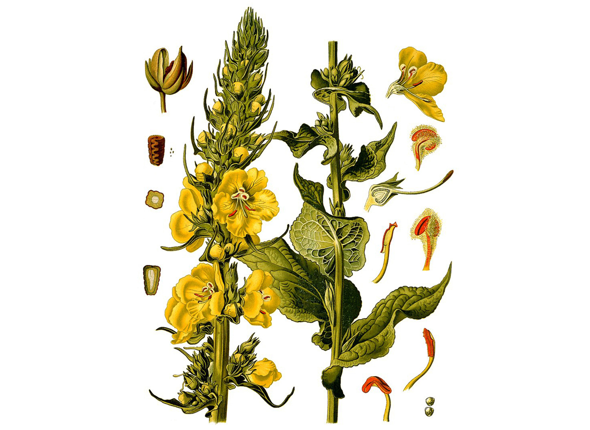 Mullein Seeds mullein-seeds