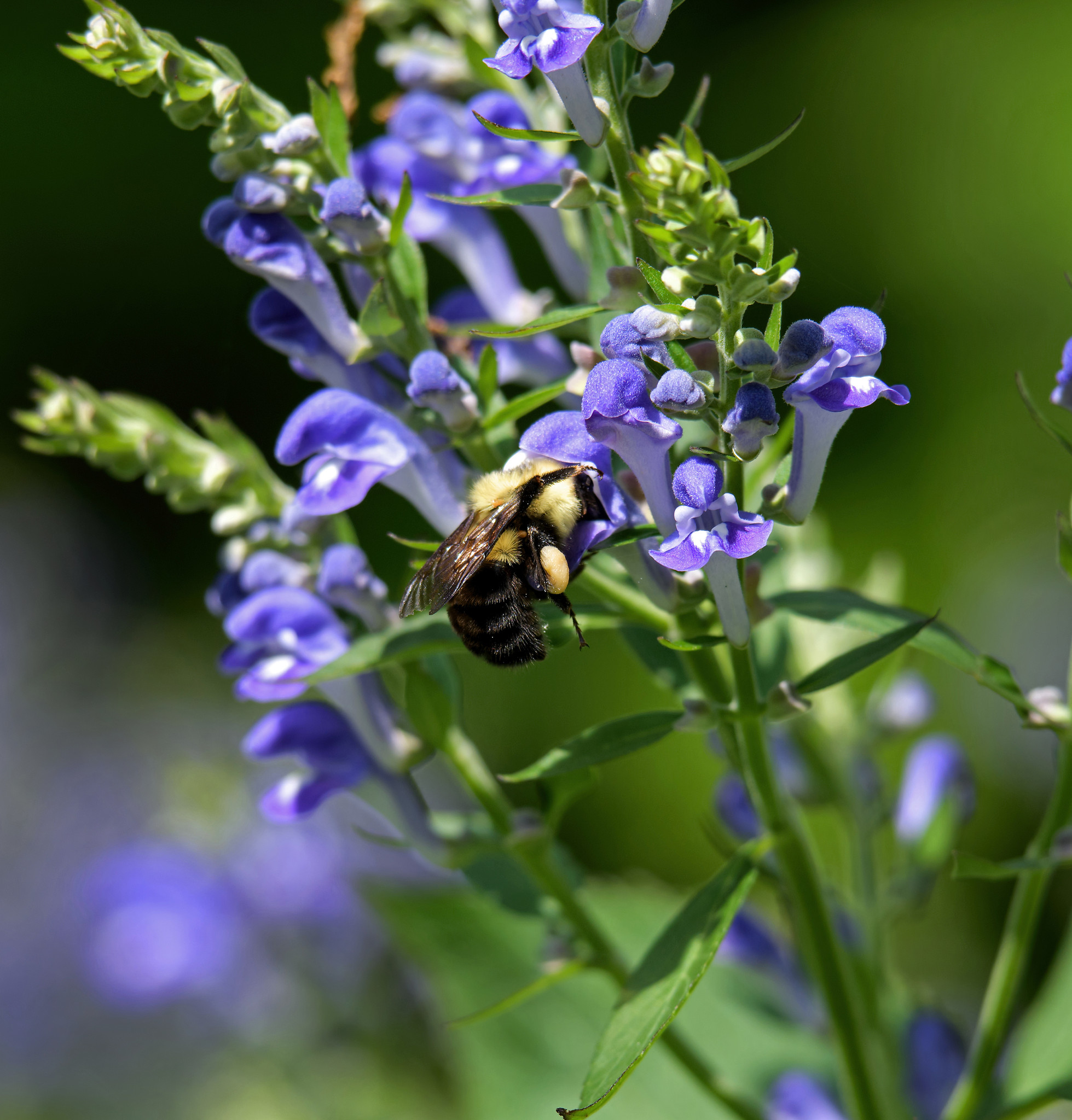 Skullcap Herb