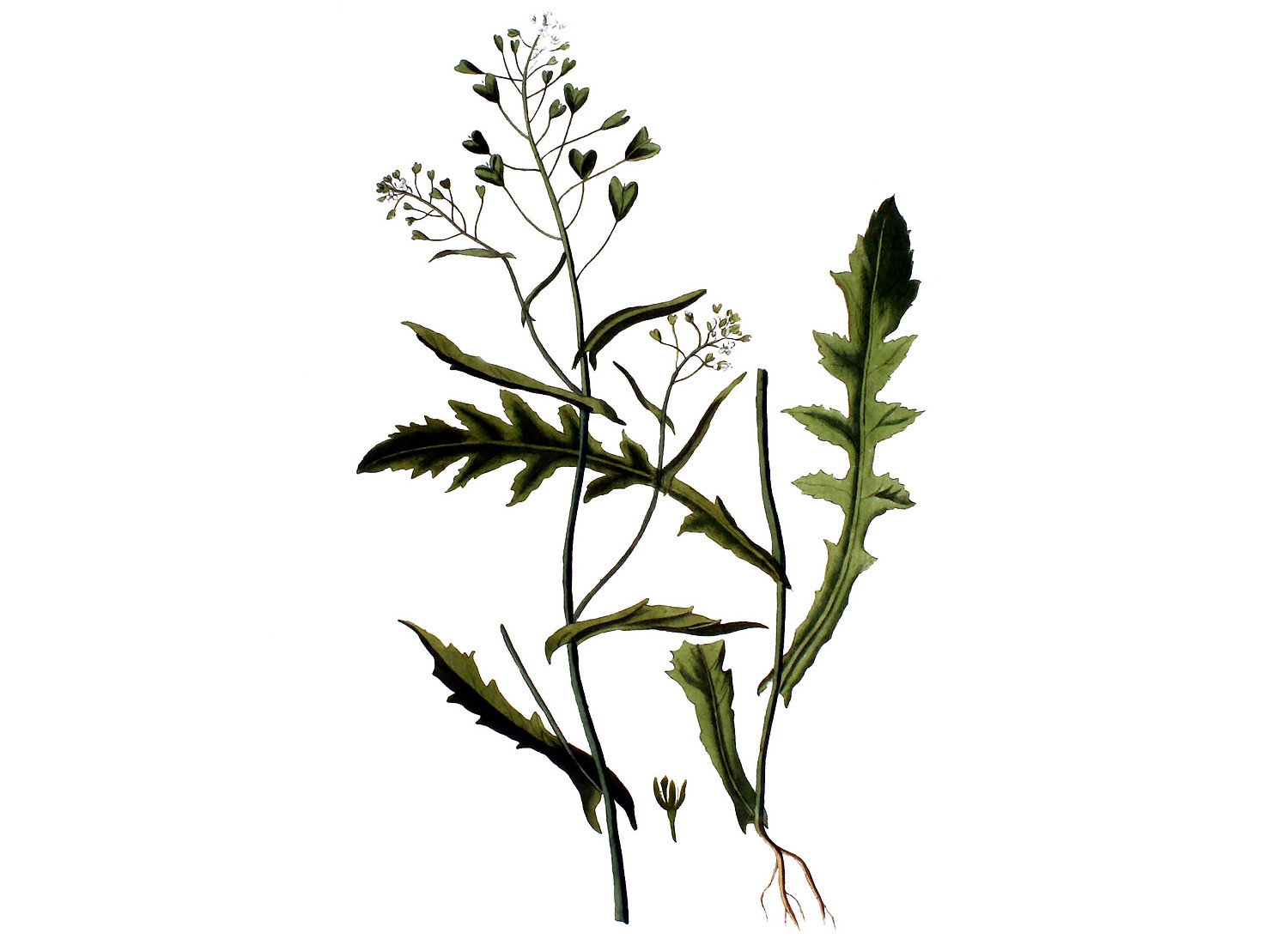 Shepherd's Purse