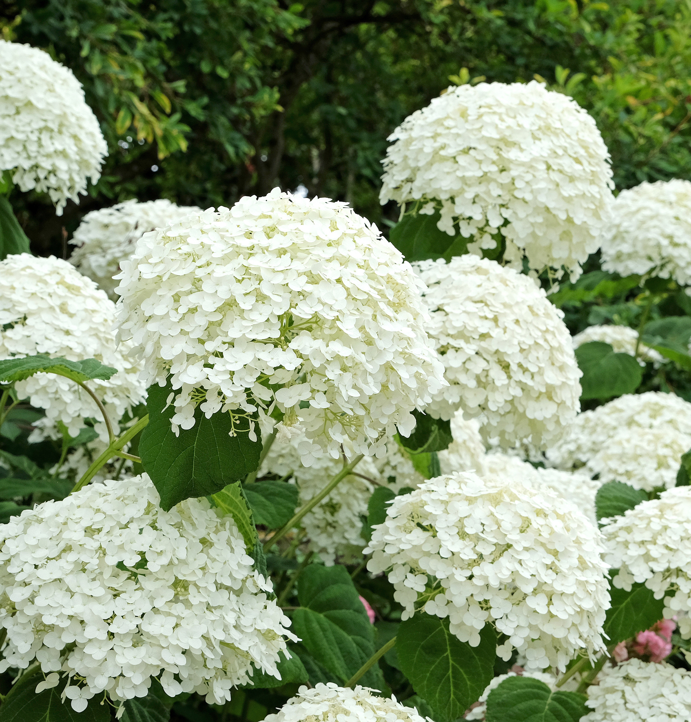 Hydrangea Root Powder