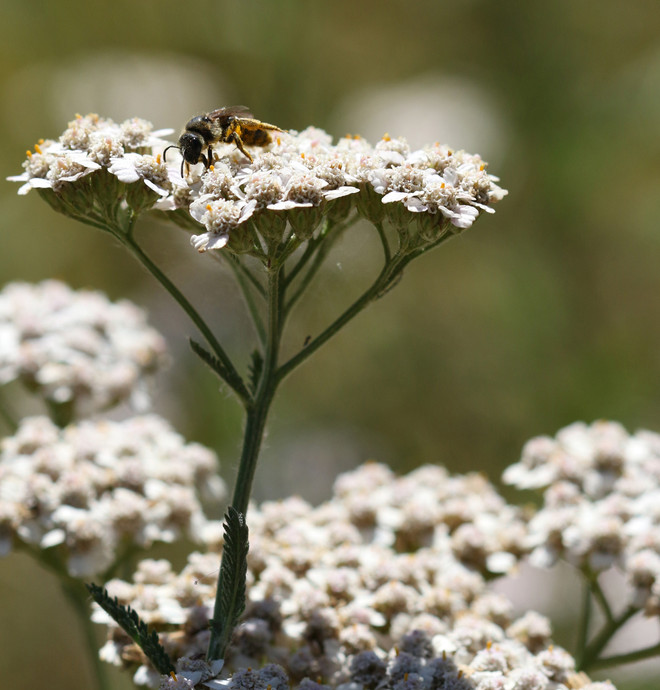Yarrow, US Grown Organic