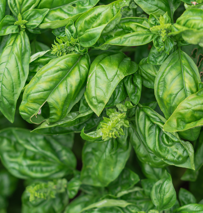 Basil Leaf