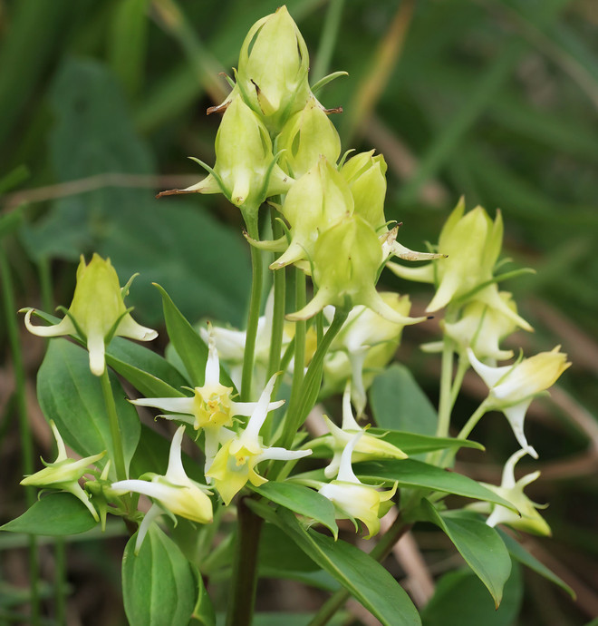 Epimedium Powder