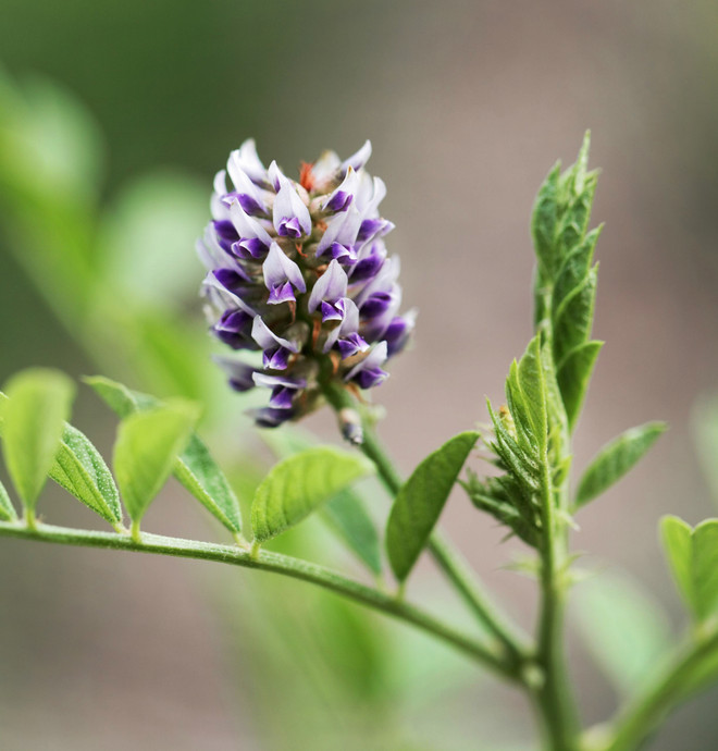Licorice Root