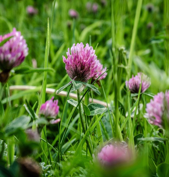 Red Clover Blossoms