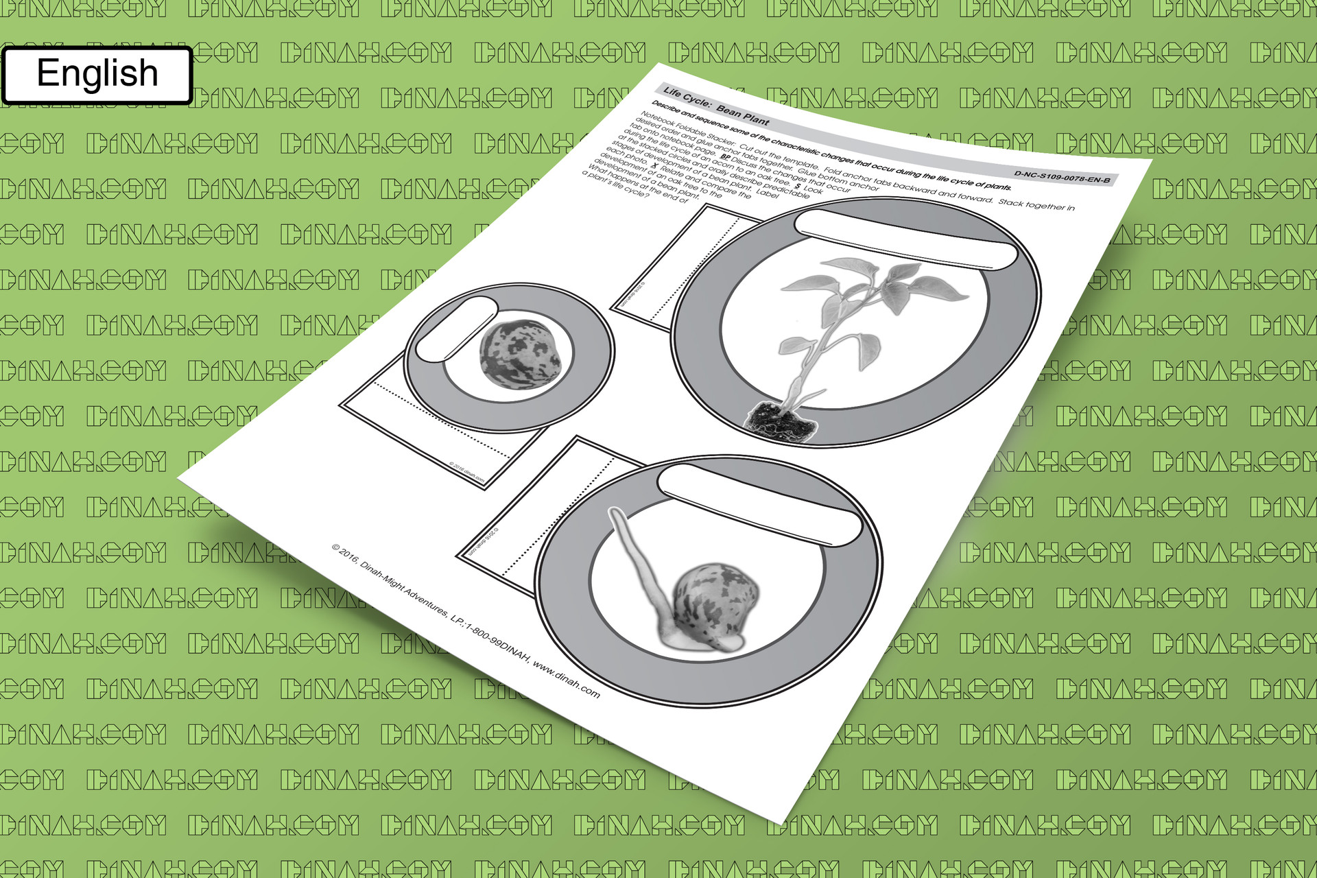 Life Cycle: Bean Plant - dzdownloadablefoldables