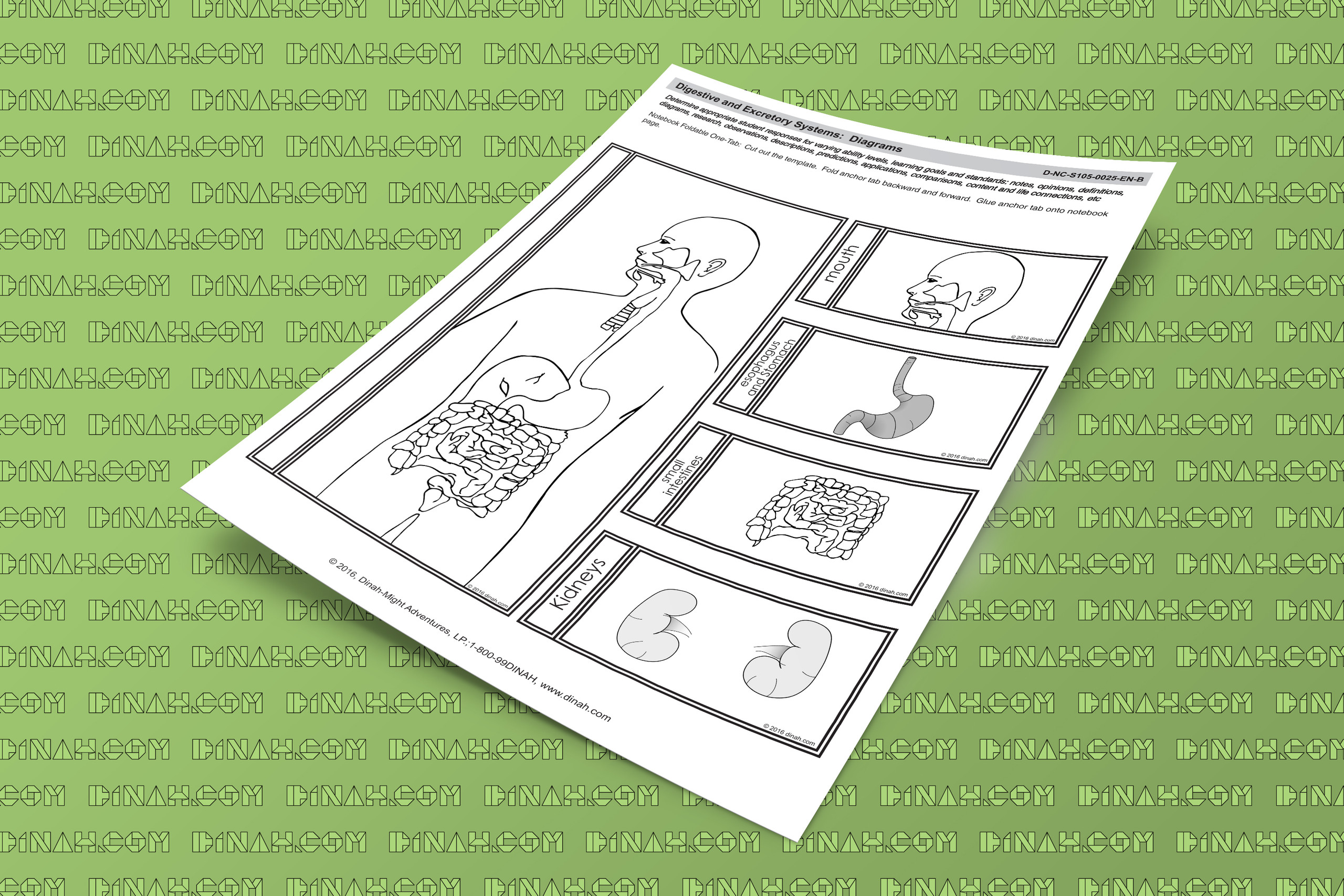 Digestive and Excretory Systems: Diagrams - dzdownloadablefoldables