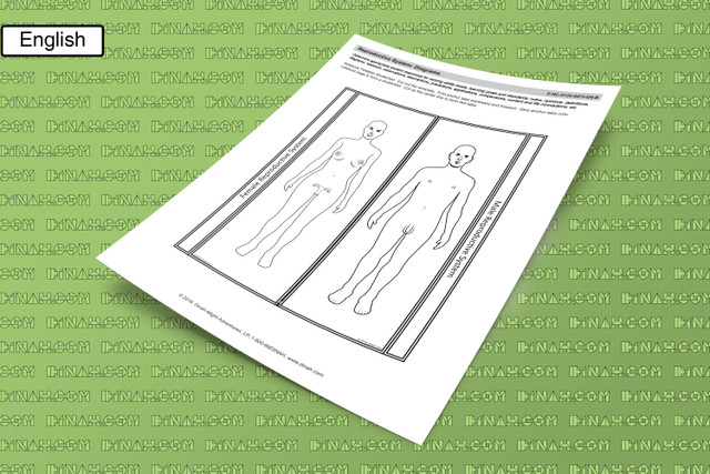 Reproductive System: Diagrams - dzdownloadablefoldables