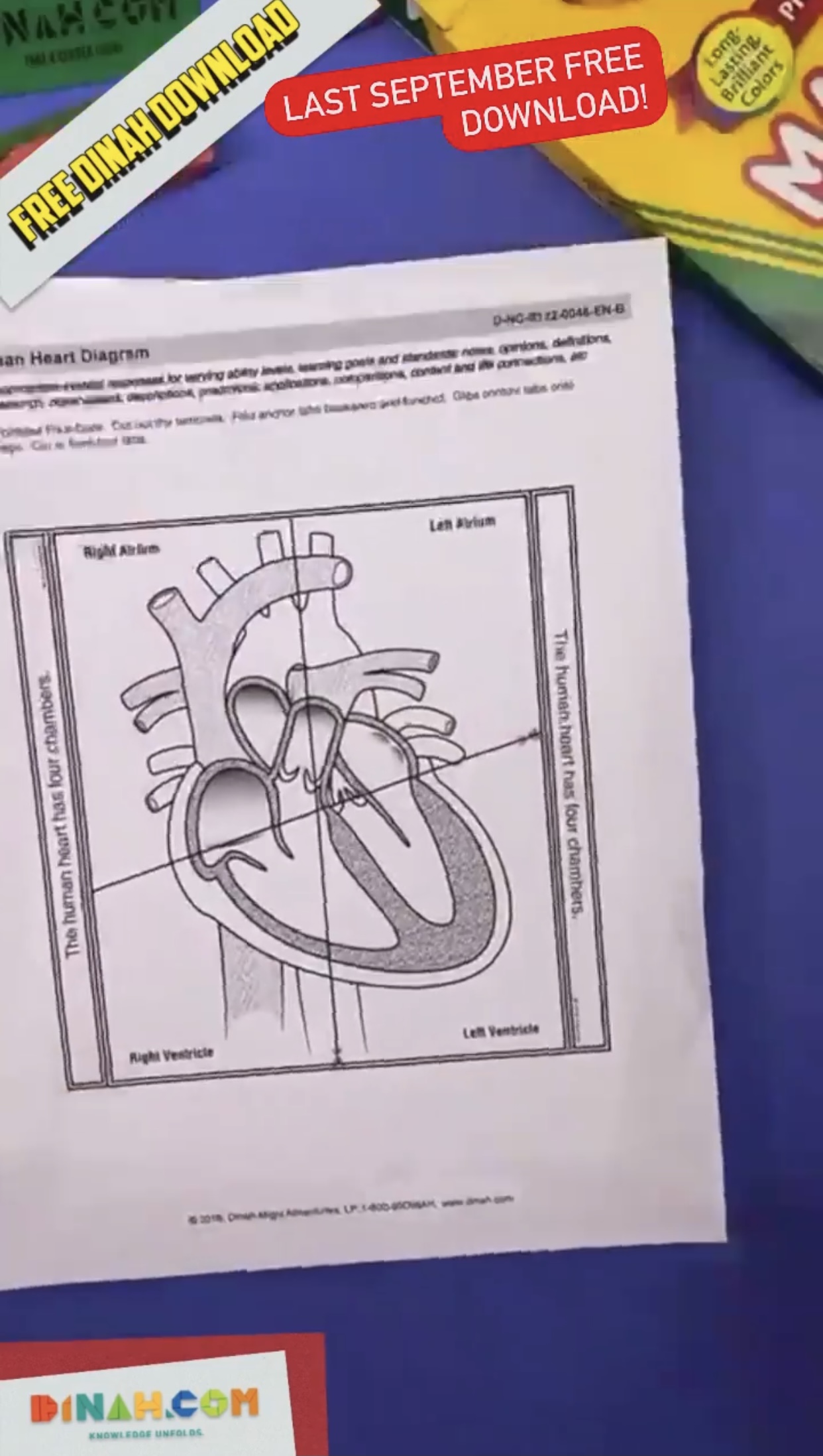 Four Chambers of the Human Heart Notebooking Foldable ...