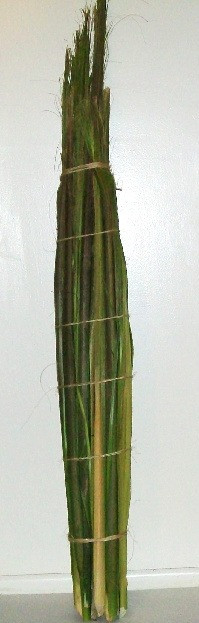 Bud Palm Head - Bundle (25 Stalks) - St. Jude Shop, Inc.