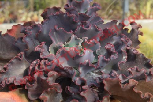 Echeveria 'Cupeno'