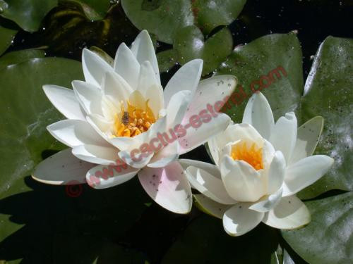 Nymphaea 'Albatros