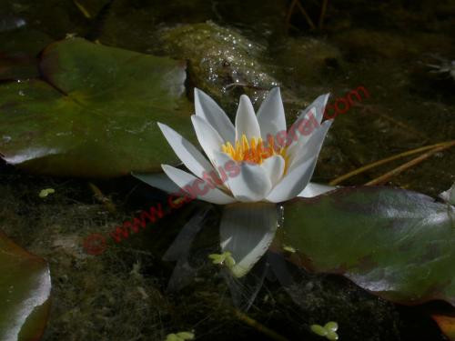 Nymphaea 'Pygmaea Alba'