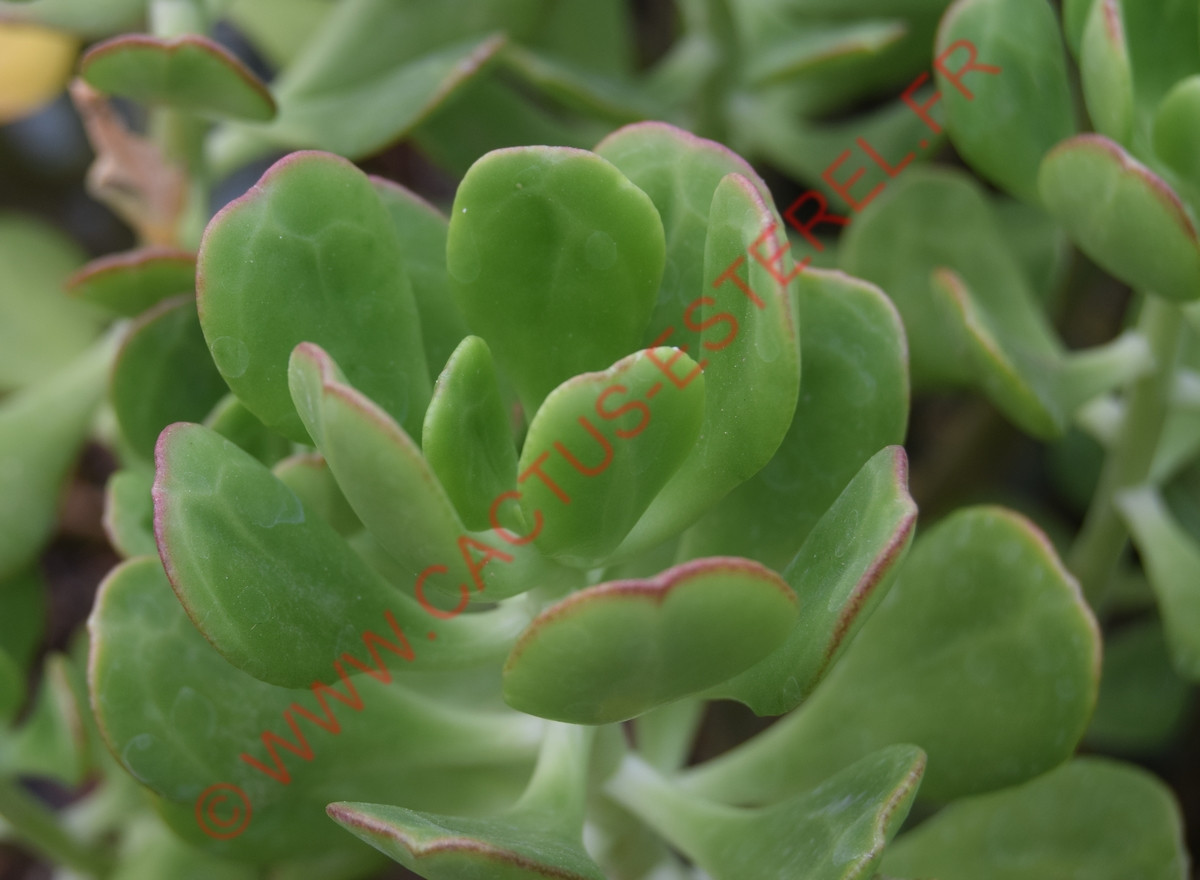 Sedum dendroideum