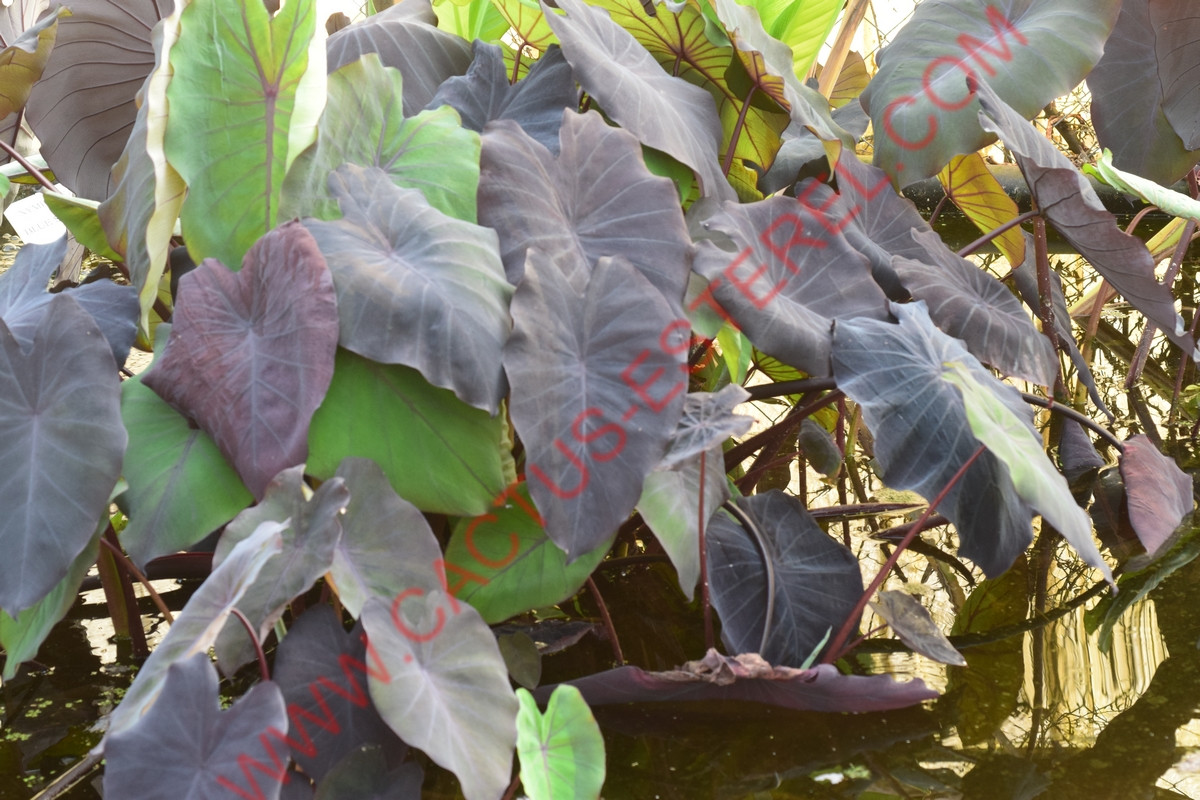 Colocasia 'Black Magic'