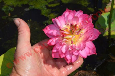 Nelumbo 'Binglei Furen'