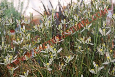 Albuca humilis