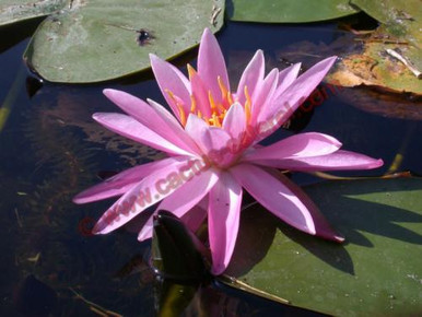 Nymphaea 'Dallas'
