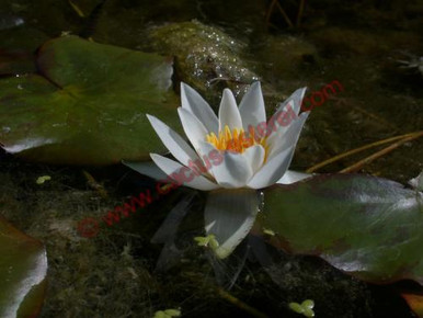 Nymphaea 'Pygmaea Alba'