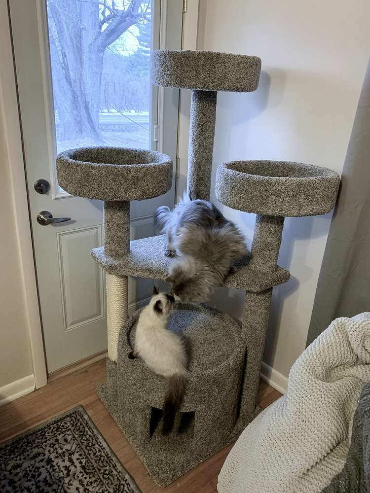 Customer Images | New Cat condos