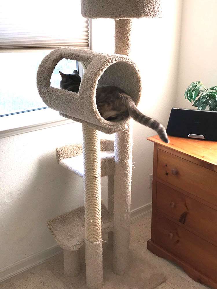 Customer Images | New Cat condos