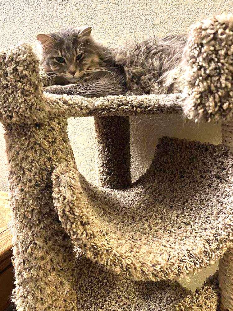 Customer Images | New Cat condos