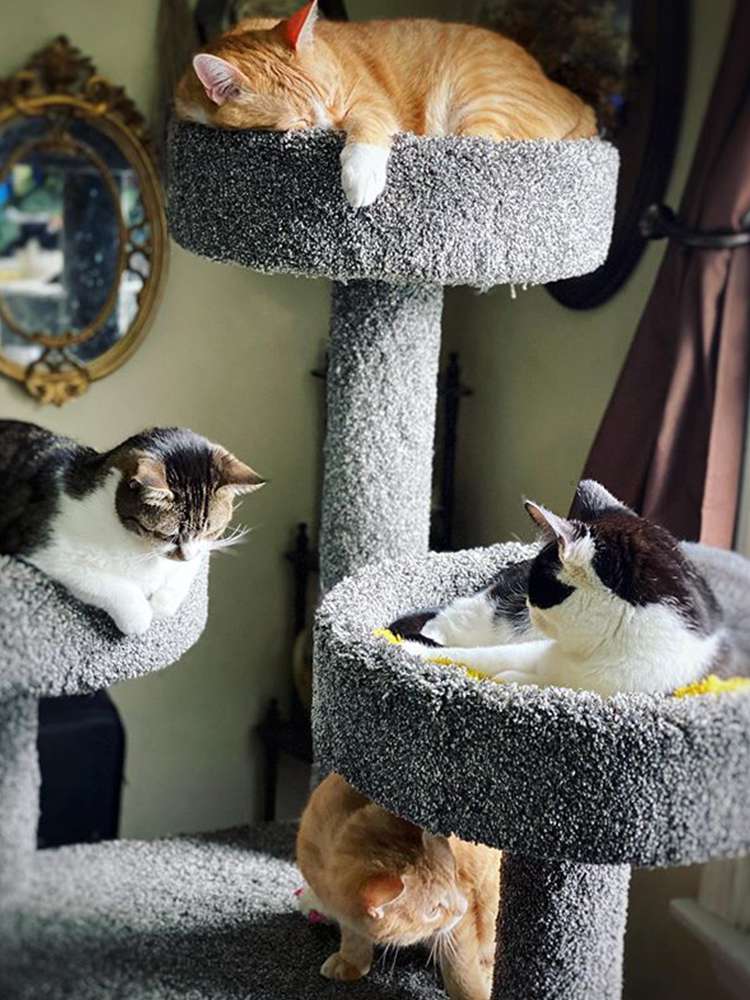 Customer Images | New Cat condos