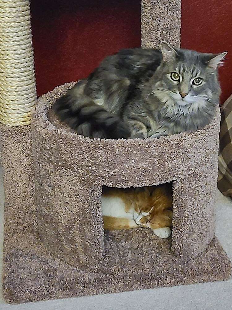 Customer Images | New Cat condos