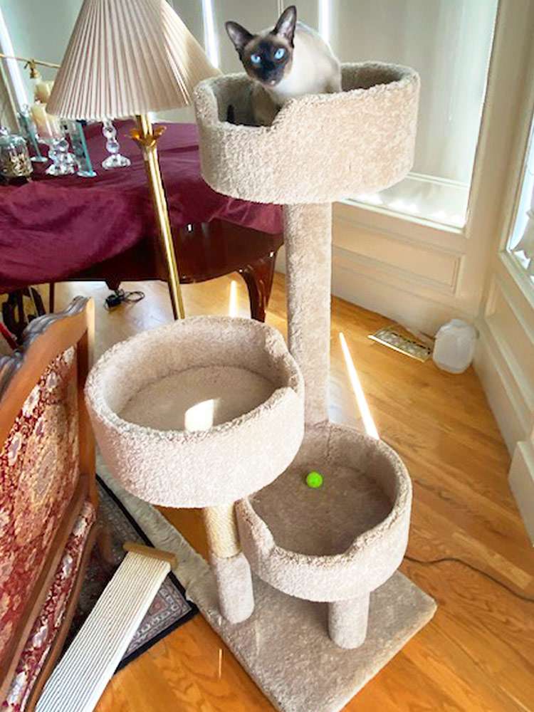 Customer Images | New Cat condos