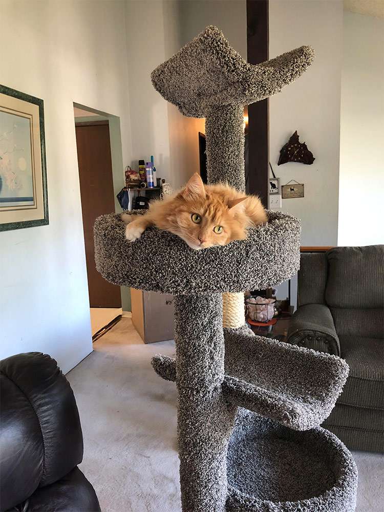 Customer Images | New Cat condos