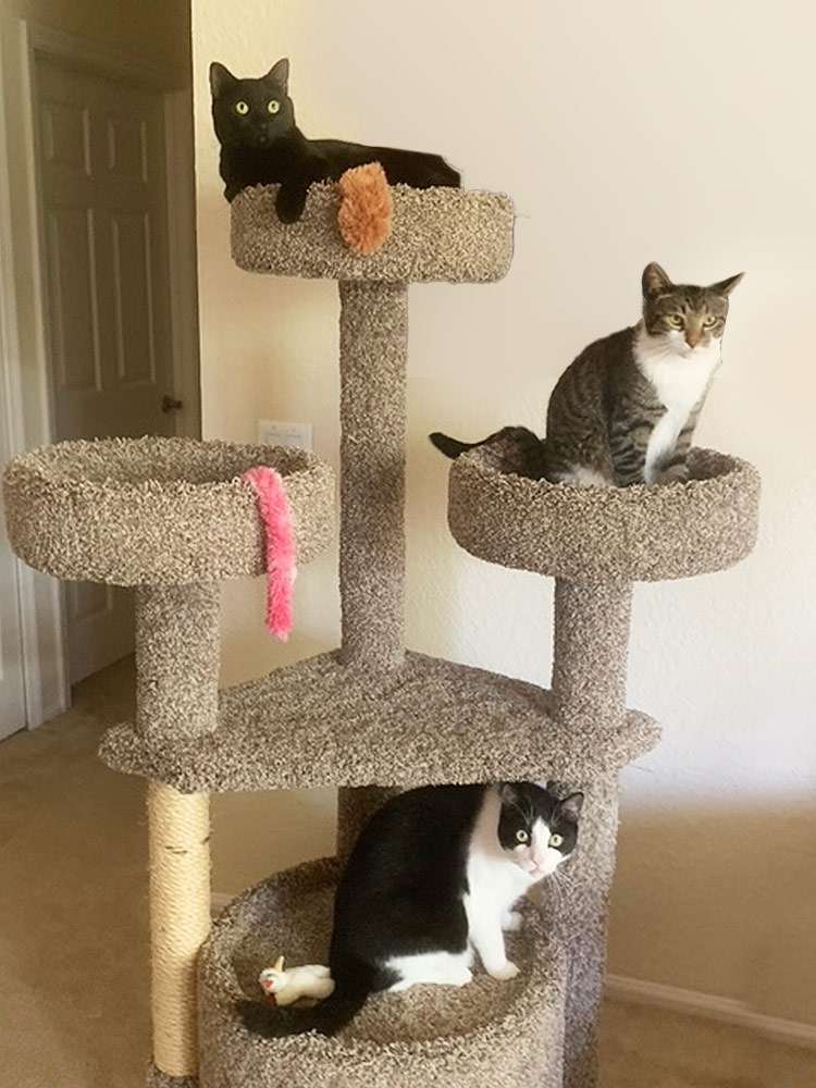 Customer Images | New Cat condos