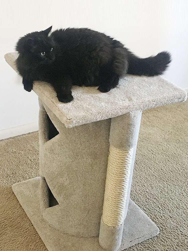 Customer Images | New Cat condos