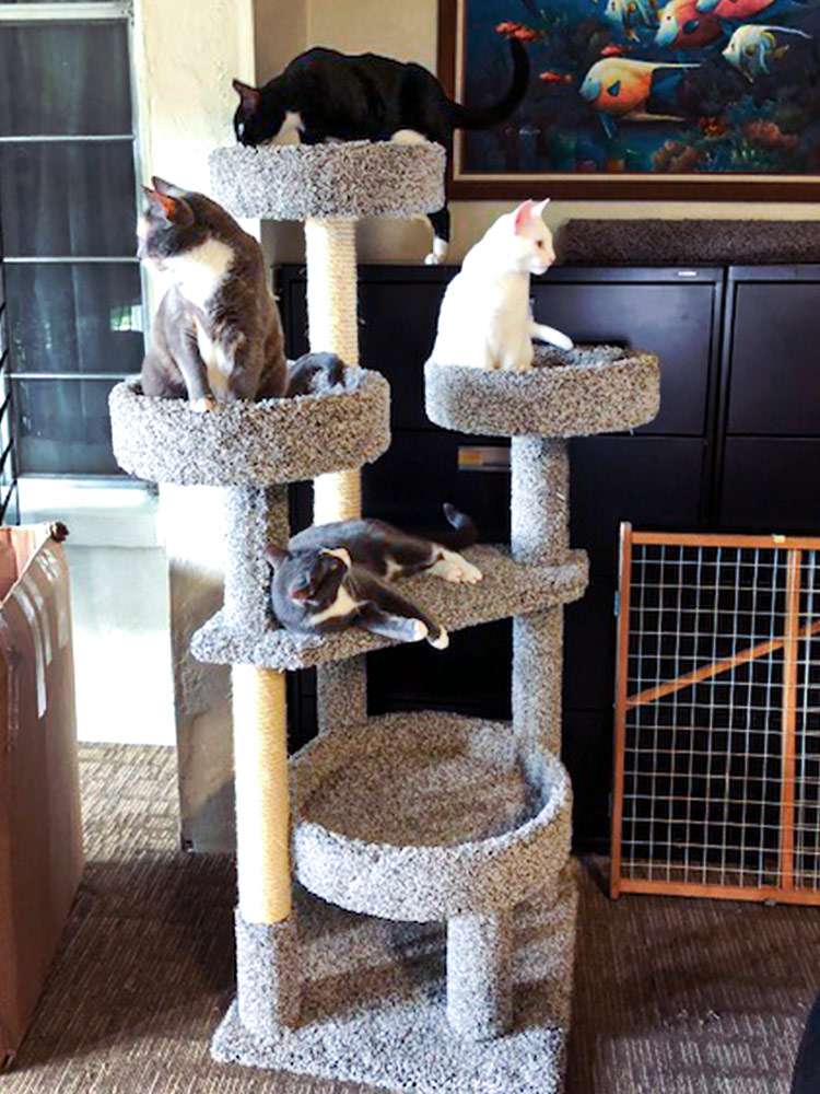 Customer Images | New Cat condos
