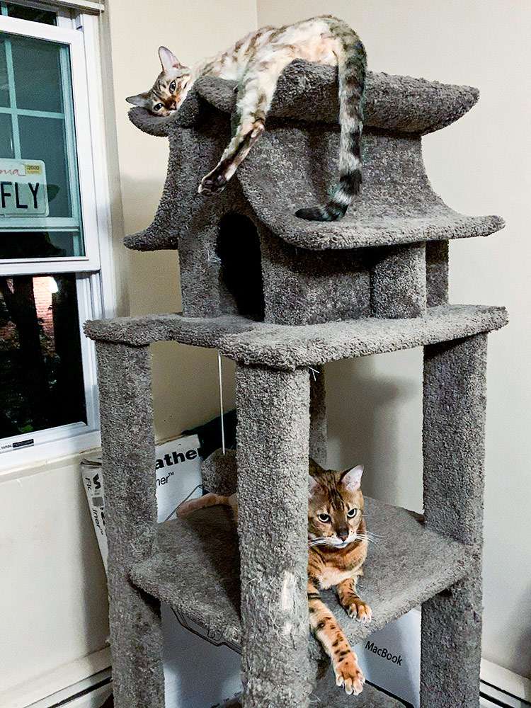 Customer Images | New Cat condos