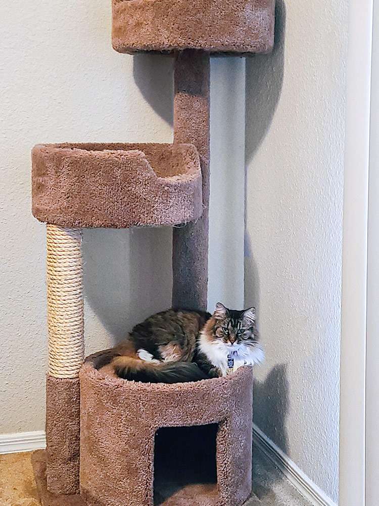 Customer Images | New Cat condos