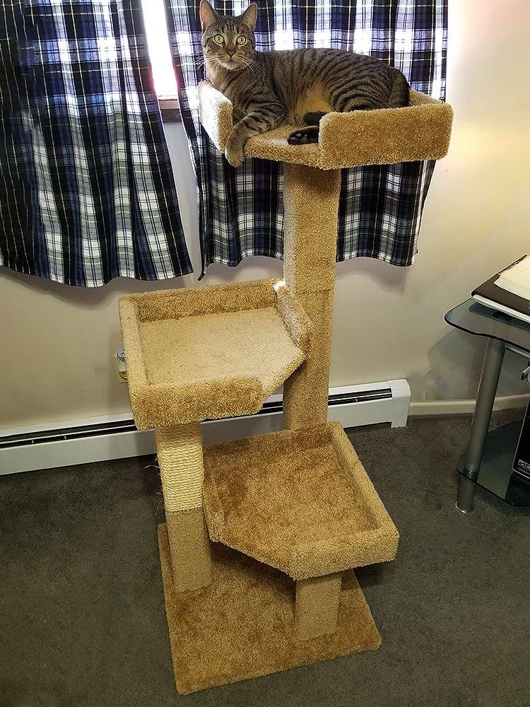 Customer Images | New Cat condos