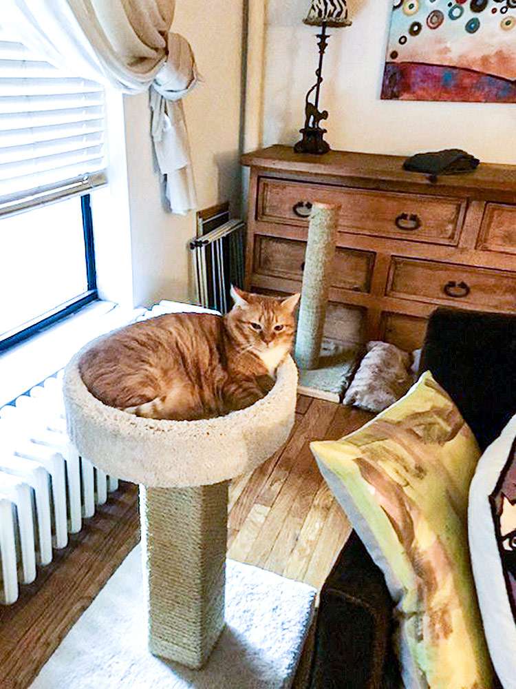 Customer Images | New Cat condos