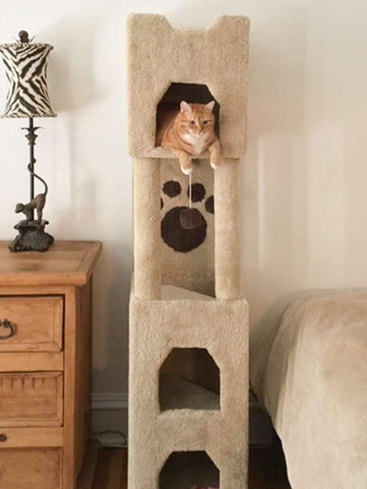 Customer Images | New Cat condos