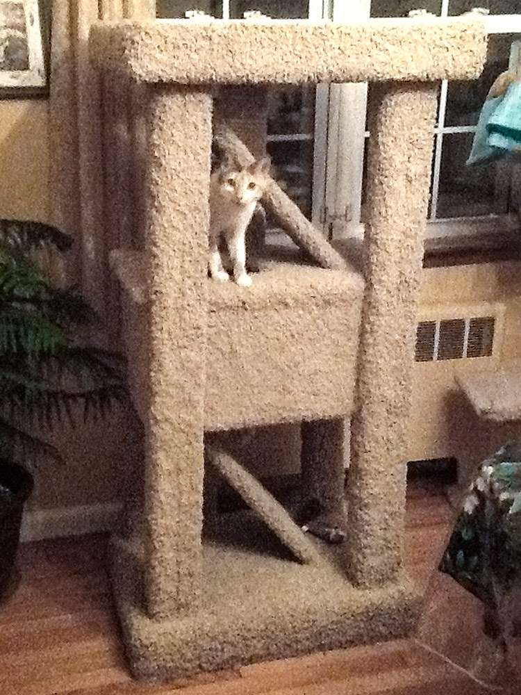 Customer Images | New Cat condos