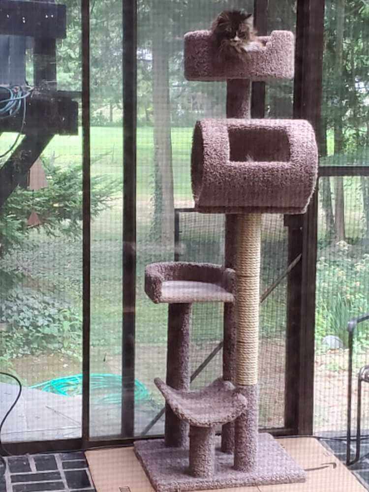 Customer Images | New Cat condos