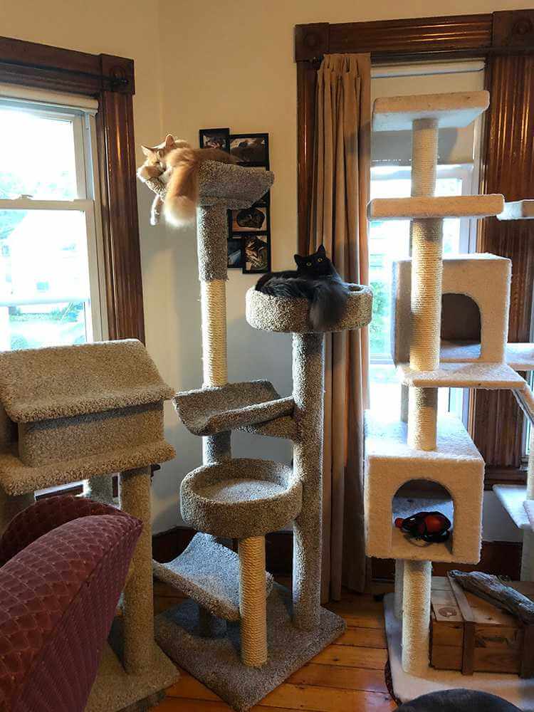 Customer Images | New Cat condos