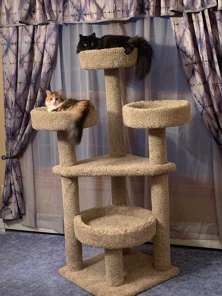 Customer Images | New Cat condos
