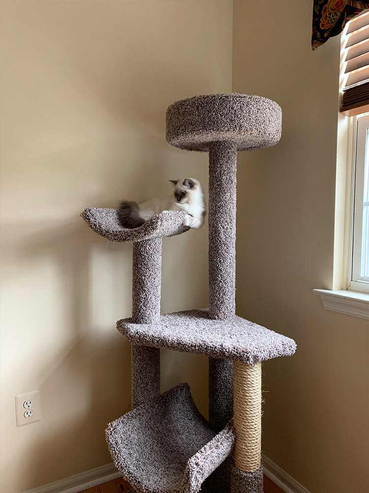 Customer Images | New Cat condos