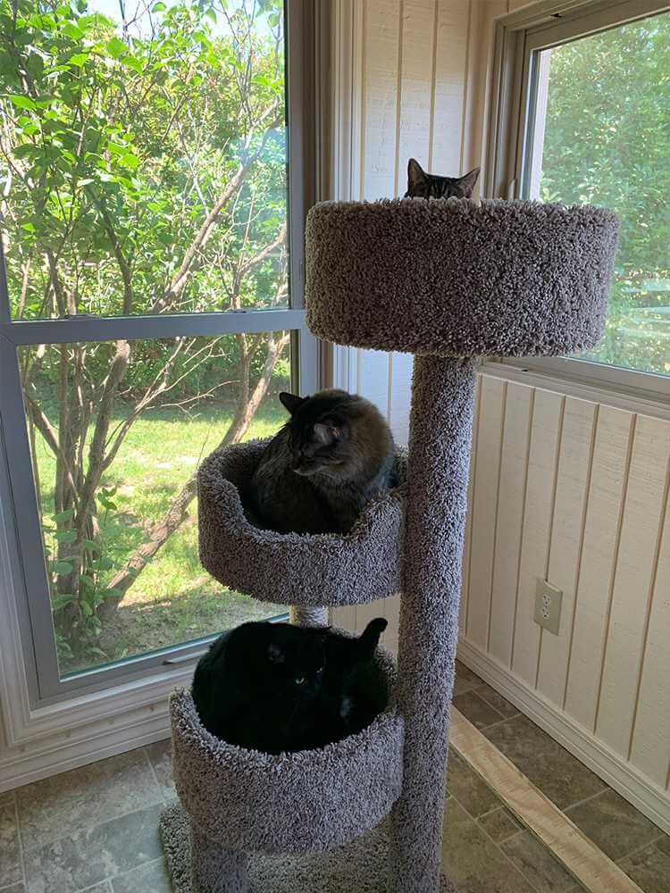 Customer Images | New Cat condos